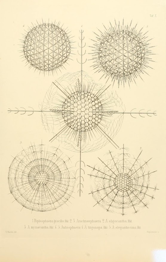 ART & ARTISTS: Ernst Haekel - part 1