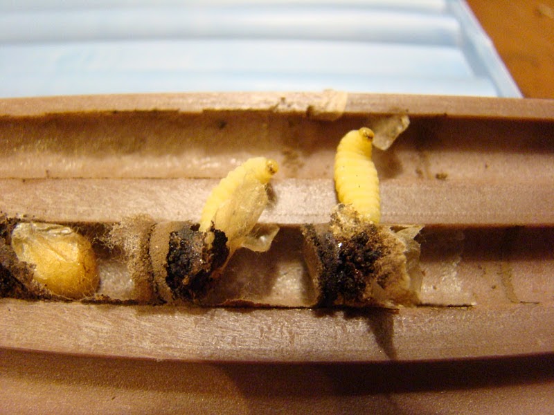 Beediverse.com: Inside nests: Mix of cocoon types and wasp pupae