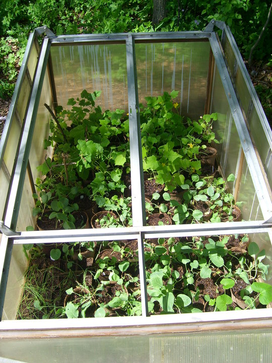 Margy Hooker Farm to Fork: Planting Seeds Indoors