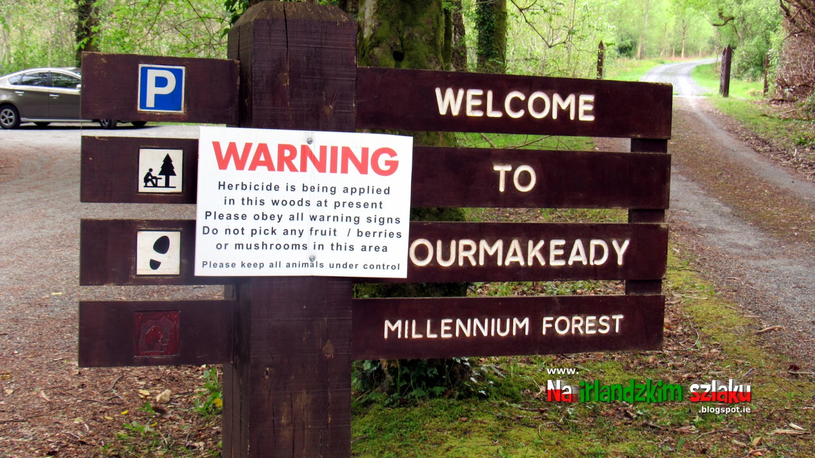 NA IRLANDZKIM SZLAKU - PRZEWODNIK DLA KAŻDEGO: Tourmakeady Wood, Co. Mayo