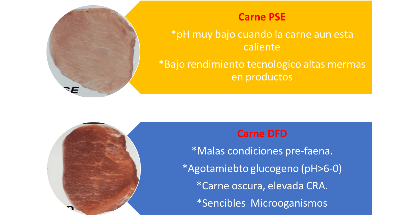 CEDEÑO QUIROZ NATHALY: RIGOR MORTIS Y MADURACIÓN EN CARNE