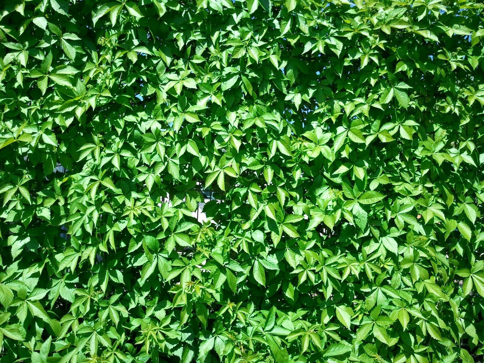 Free Textures and images: Foliage Texture