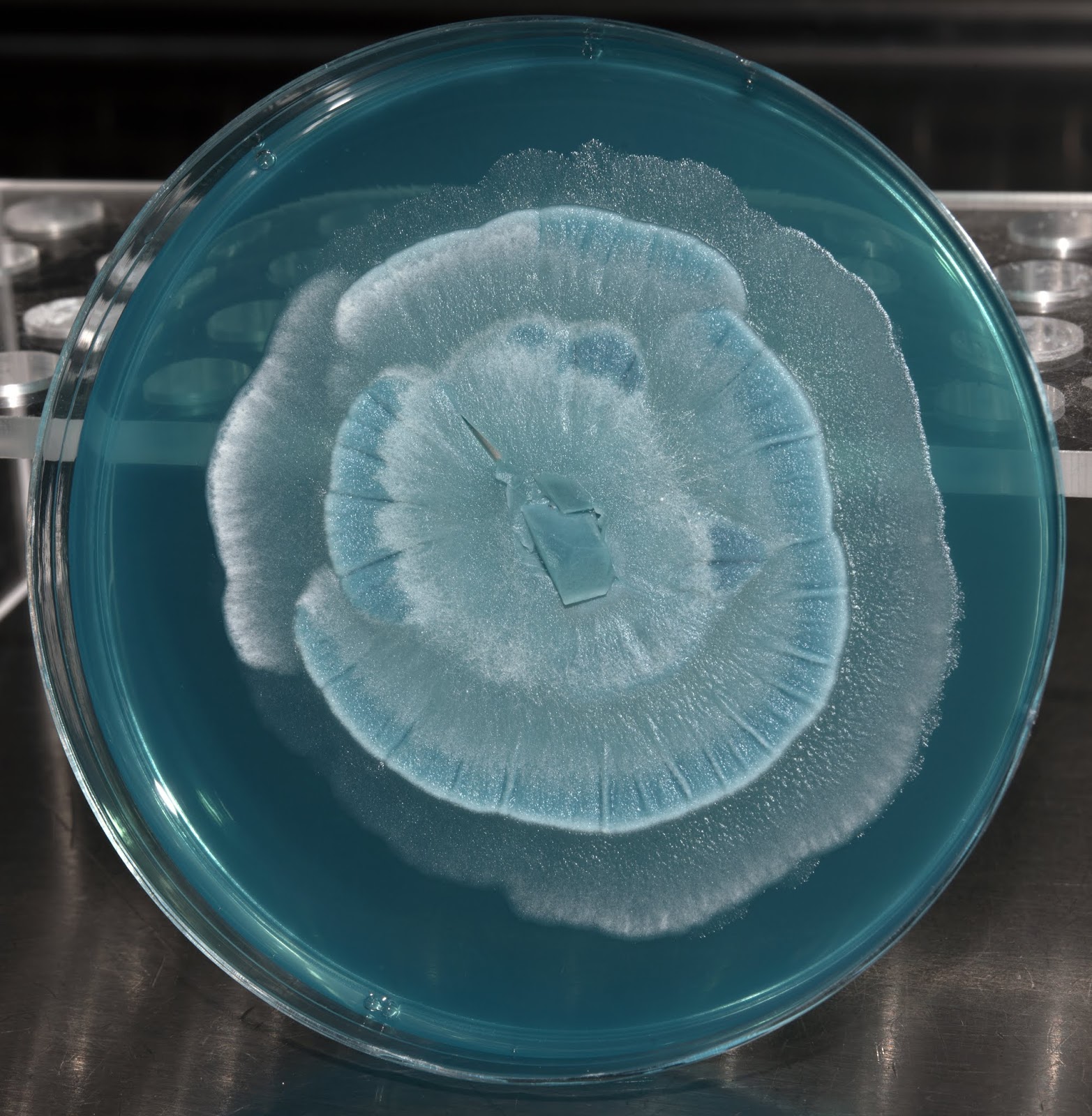 Organismos: Reino Fungi