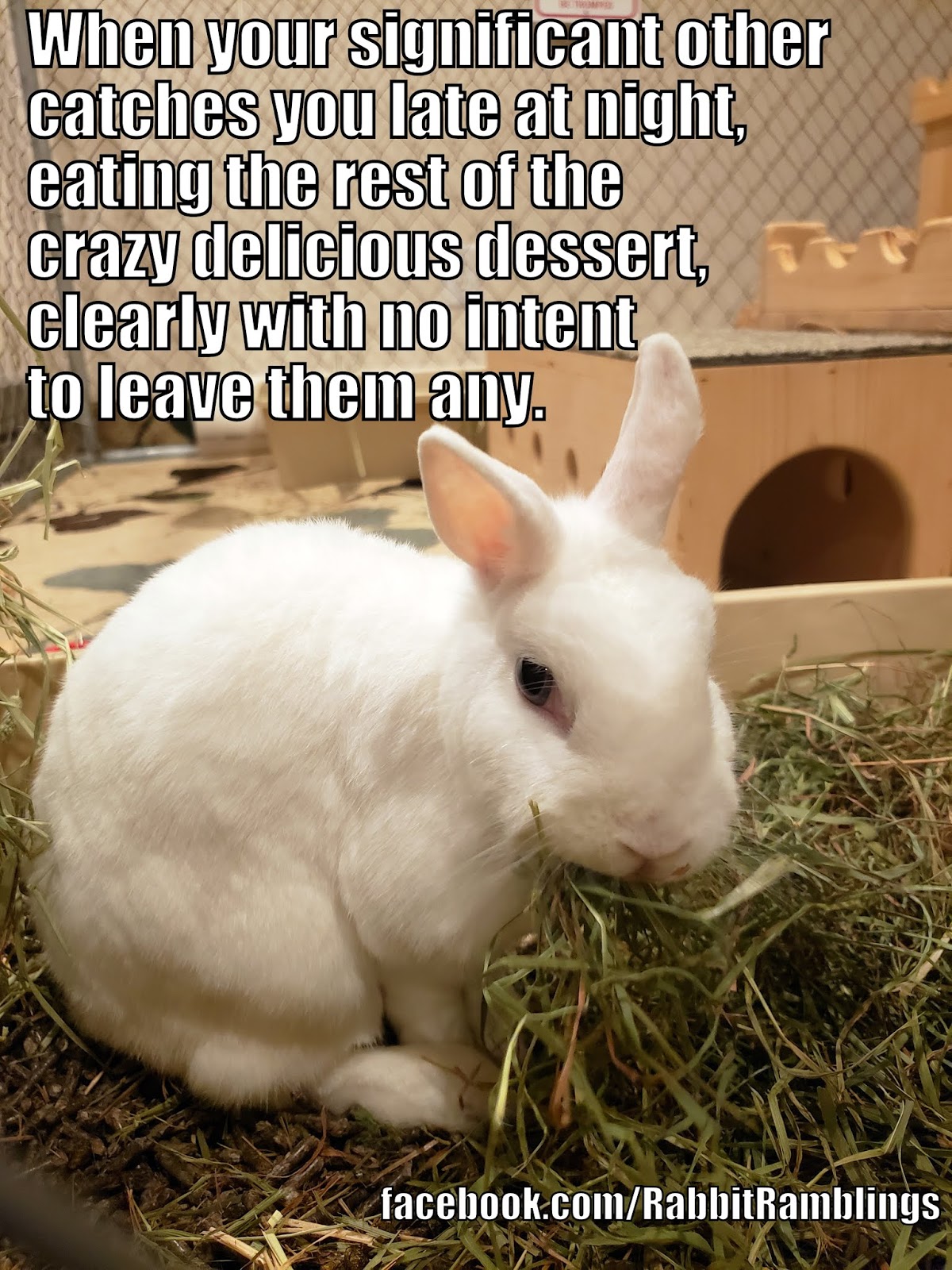 Hilarious Rabbit Memes