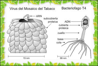 Biologia a 100km: Vírus