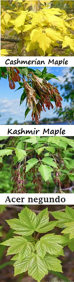 Medicinal Plants in India: Kashmir Maple Tree