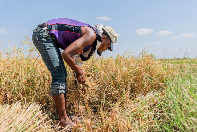 A Farmar : Paragraph