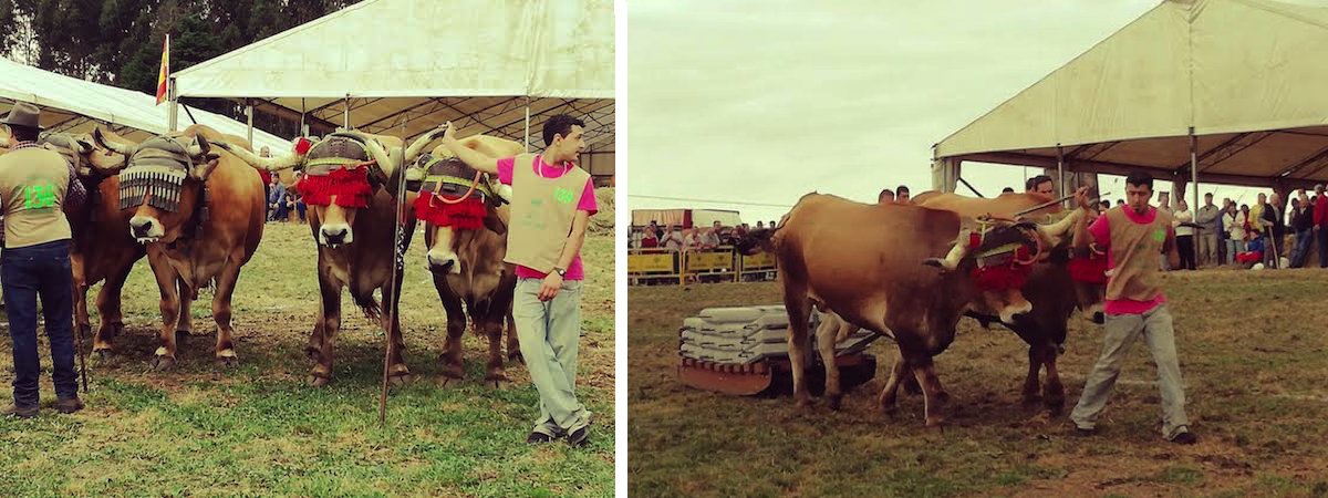 II Concurso de Arrastre de Bueyes en Piedeloro | infoCarreño