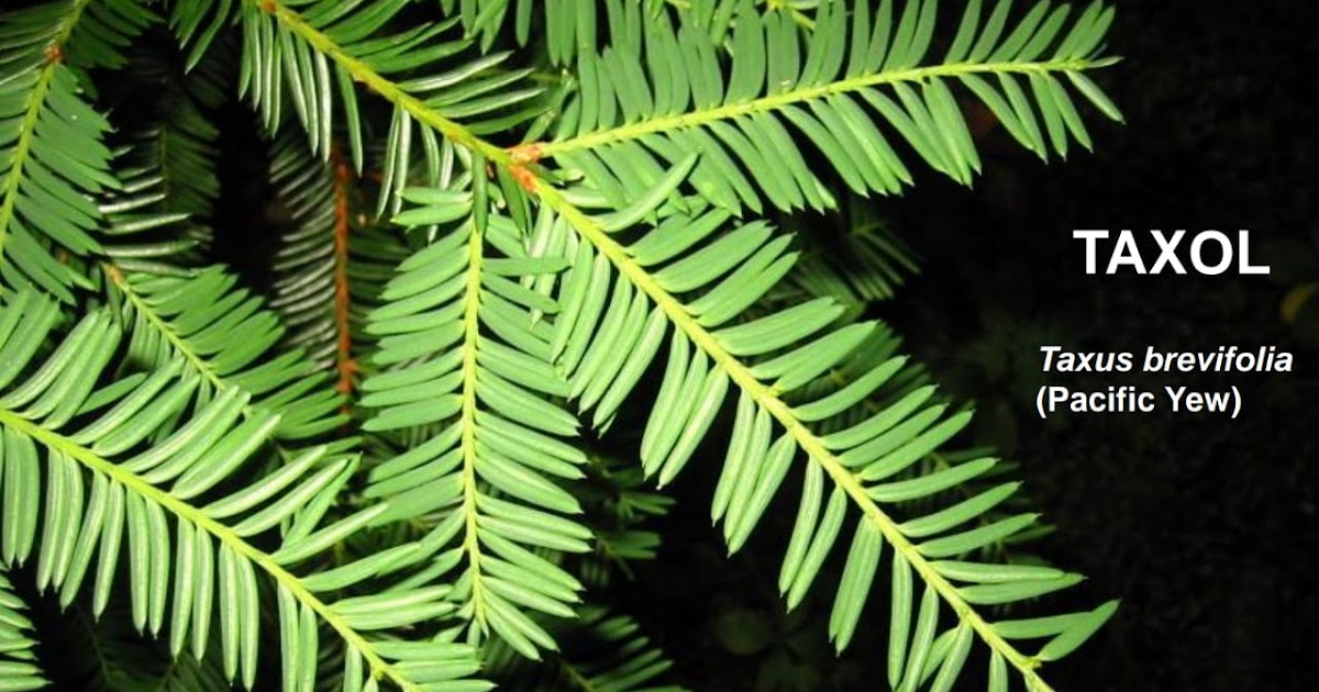 EASY WAY OF TAXOL TOTAL SYNTHESIS