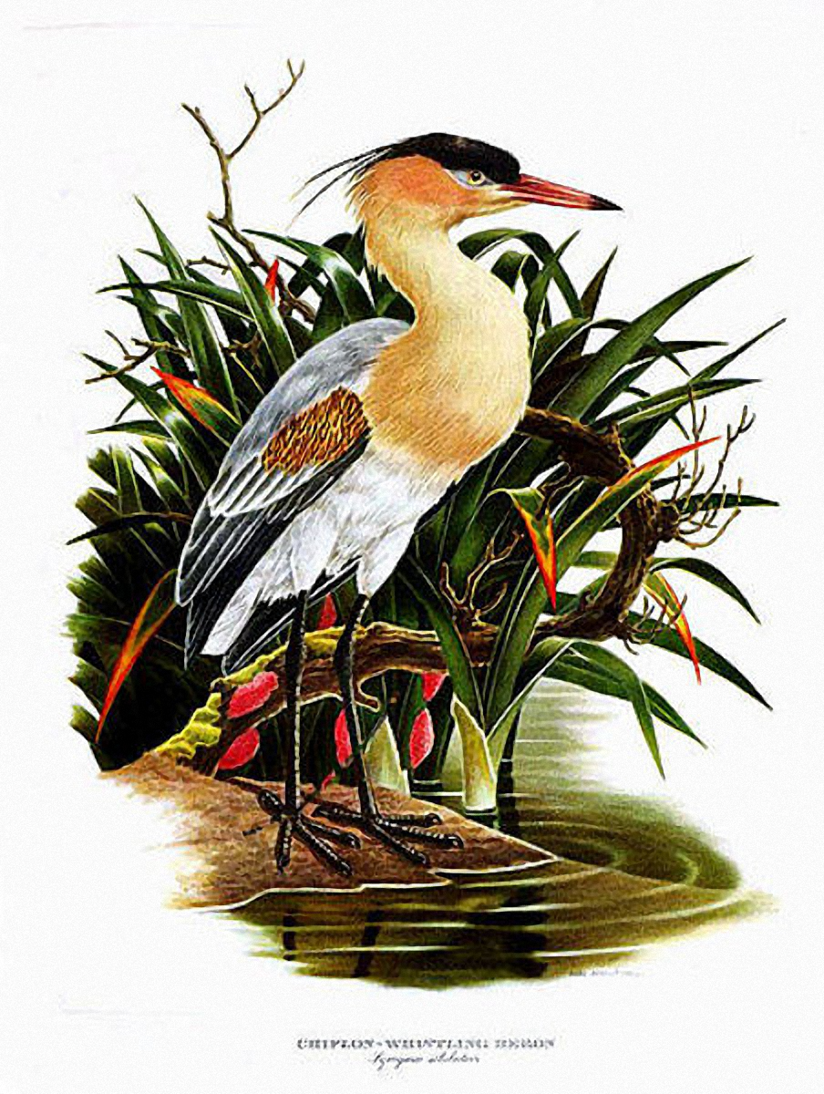 My Nature Pictures: Syrigma sibilatrix