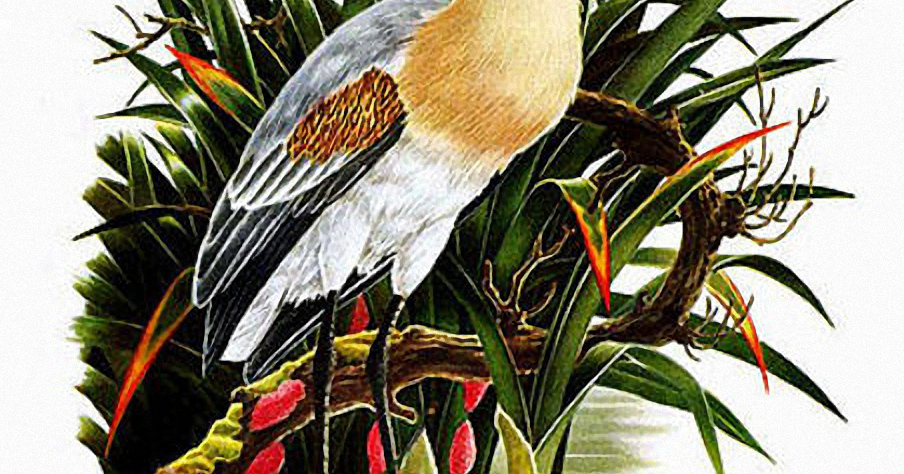 My Nature Pictures: Syrigma sibilatrix