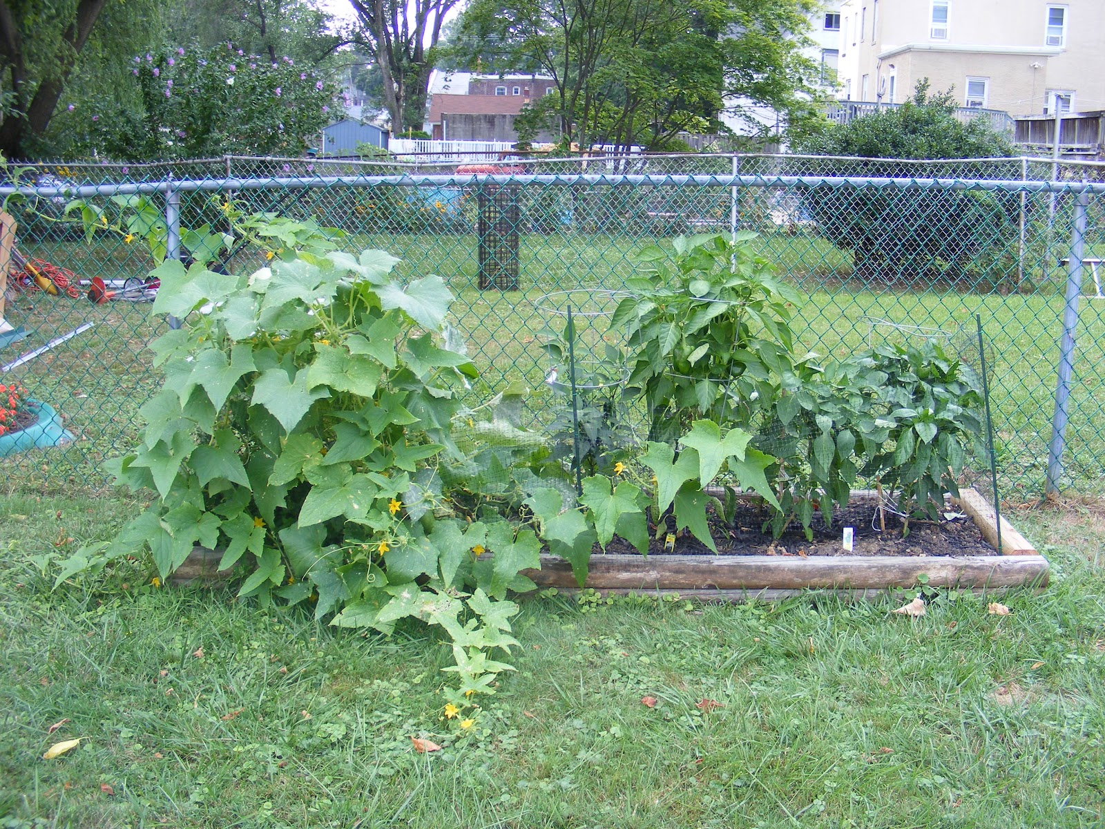A New Day: monster cucumbers and cool soups