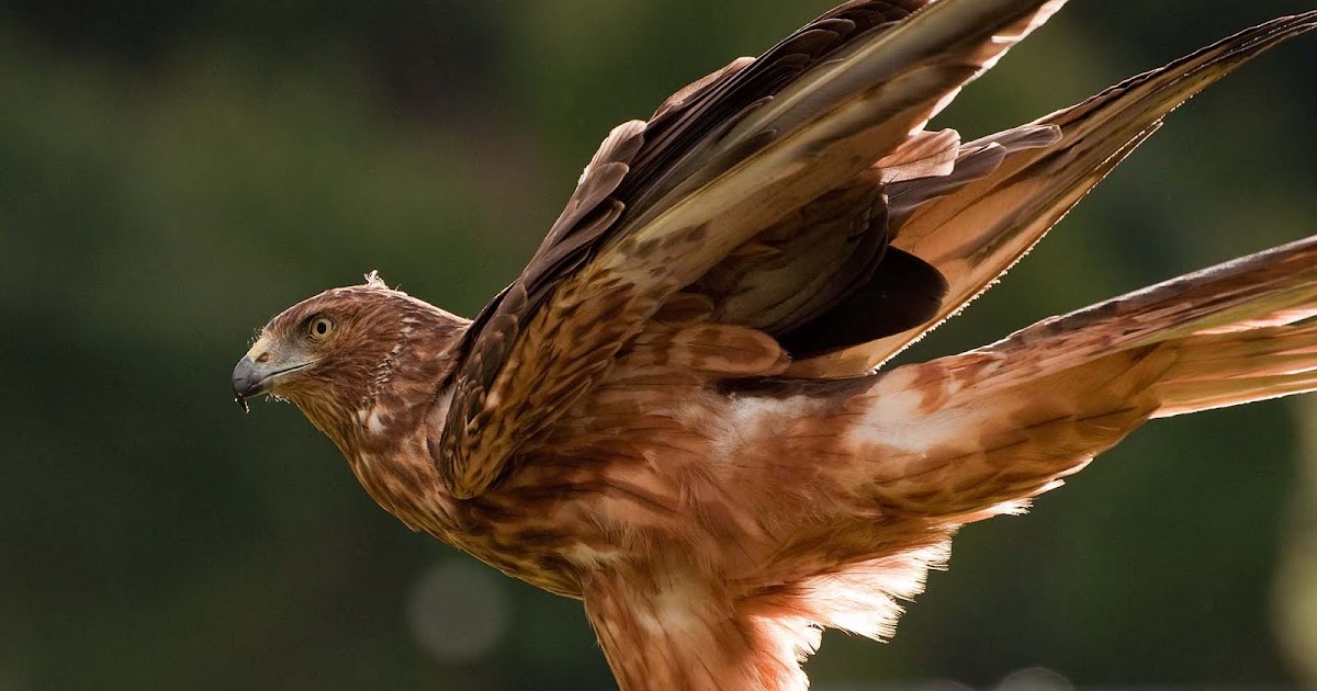 harrier hawk facts | Harrier Hawk
