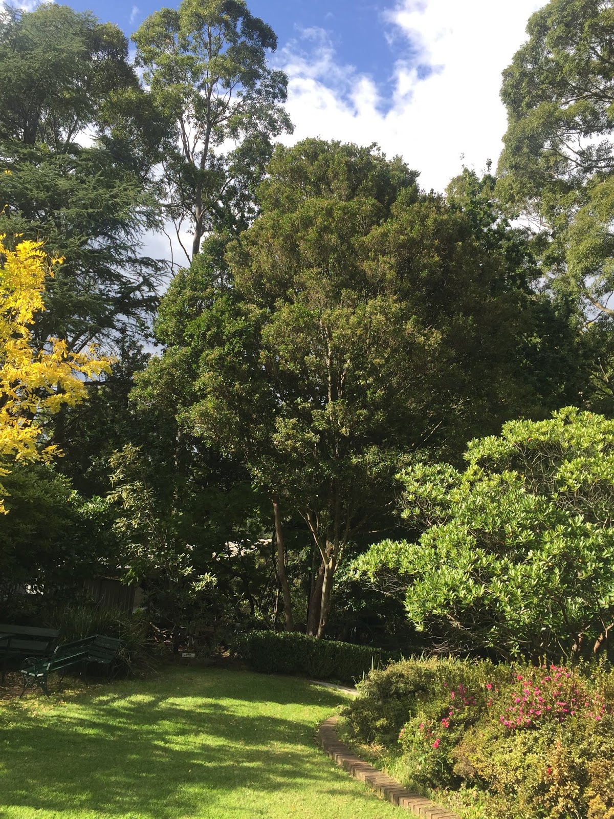 Garden inspiration: Illawarra Rhododendron Gardens | Growing Illawarra ...