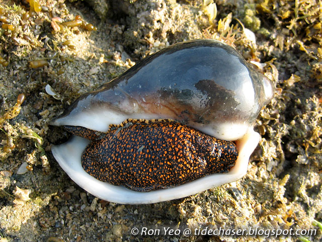 tHE tiDE cHAsER: Volutes (Phylum Mollusca: Family Volutidae) of Singapore