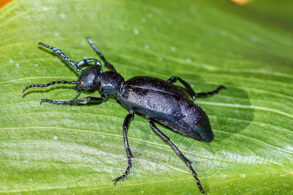 Photo Nature Lilliputienne (macrophotographies): Meloe proscarabeus, le ...