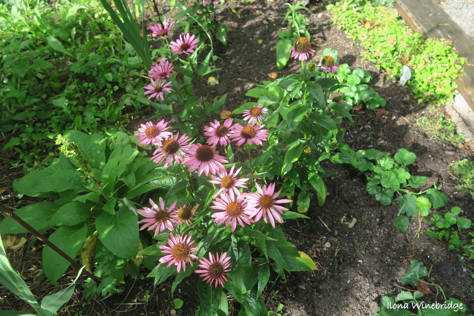 Värjärin pata: Marjapensaat väistyivät Aumapenkistä