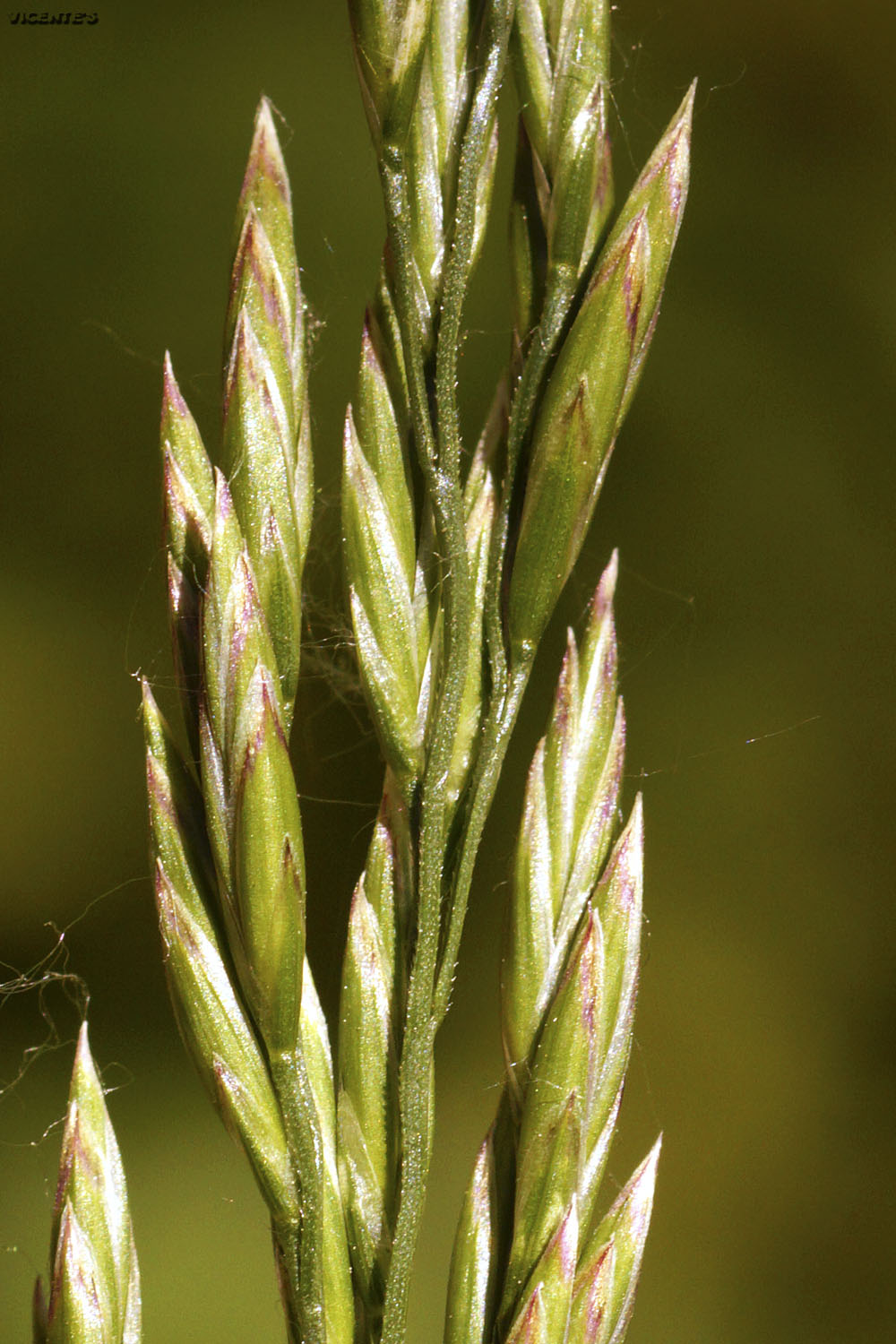 Las flores silvestres de Hormaza: Festuca arundinacea