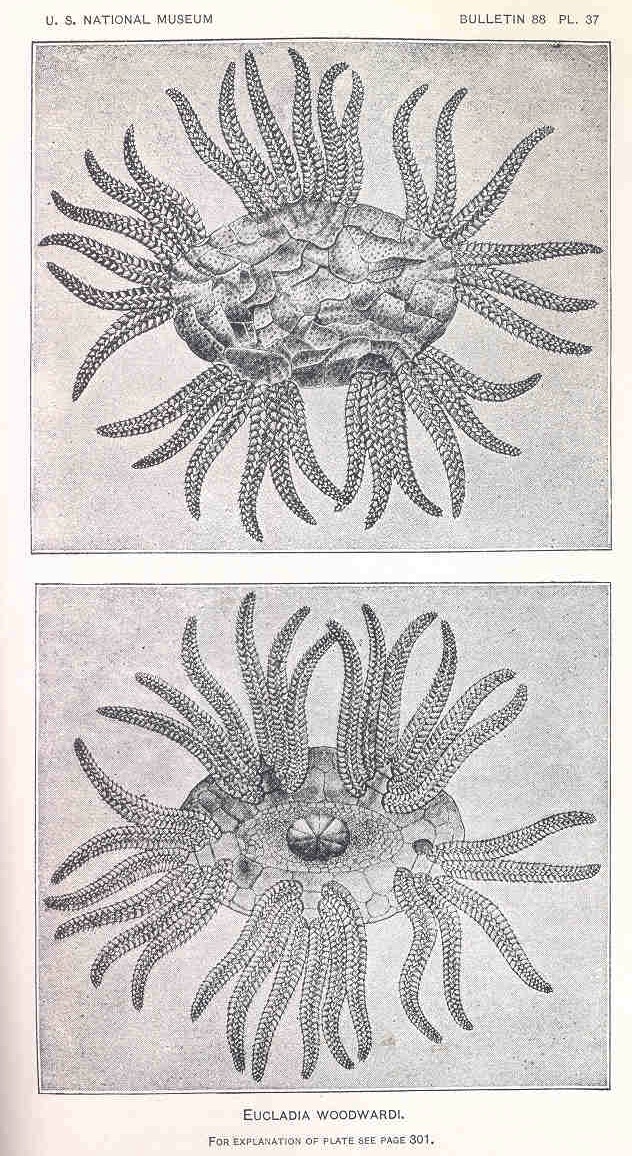The Echinoblog: Ophiocistioids! Weird Mystery Fossils from the Paleozoic!