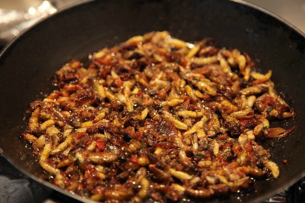 Smart Travels: Wasp larvae