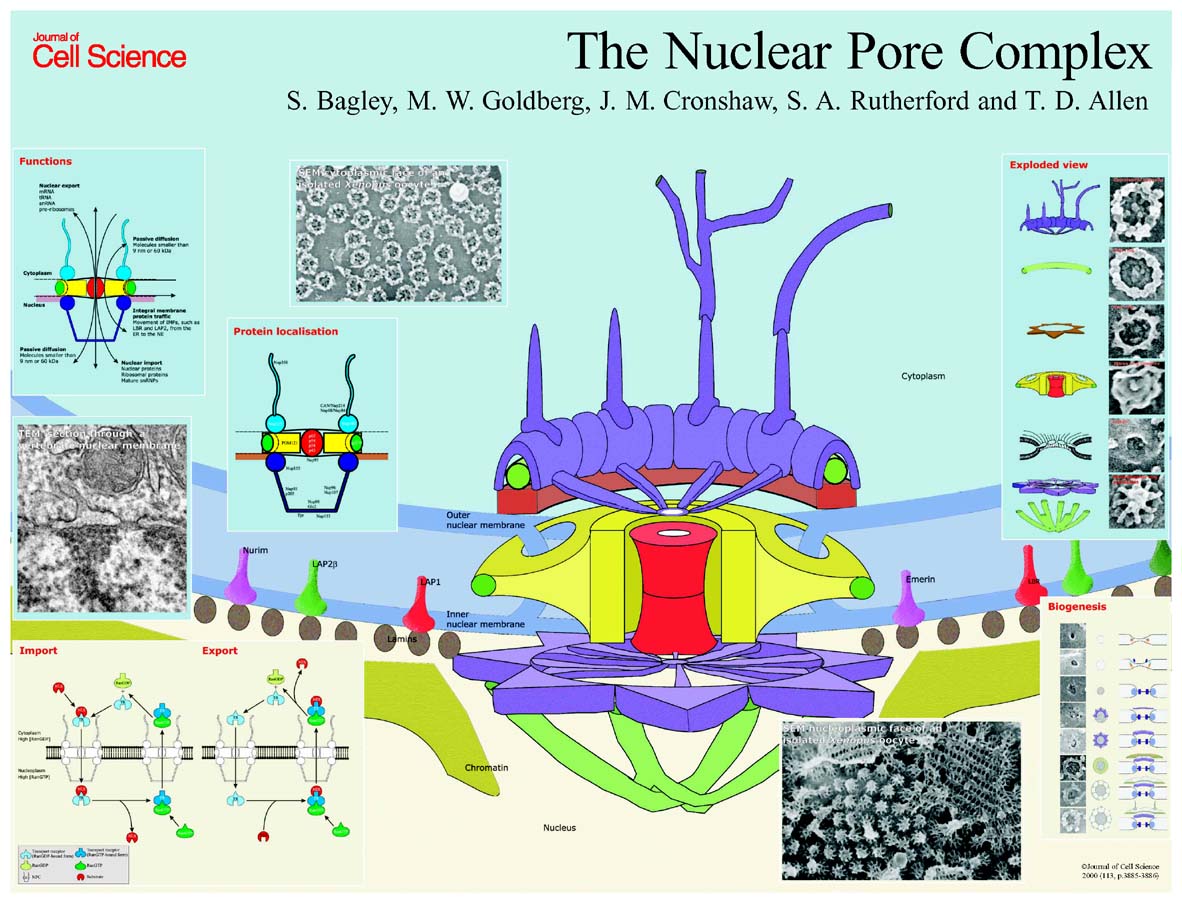 Desafiando a Nomenklatura Científica: Mapeamento do interactoma revela ...