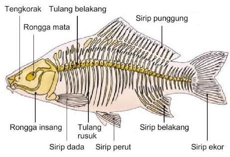 Khoirul Ahsan: MORFOLOGI IKAN SECARA UMUM