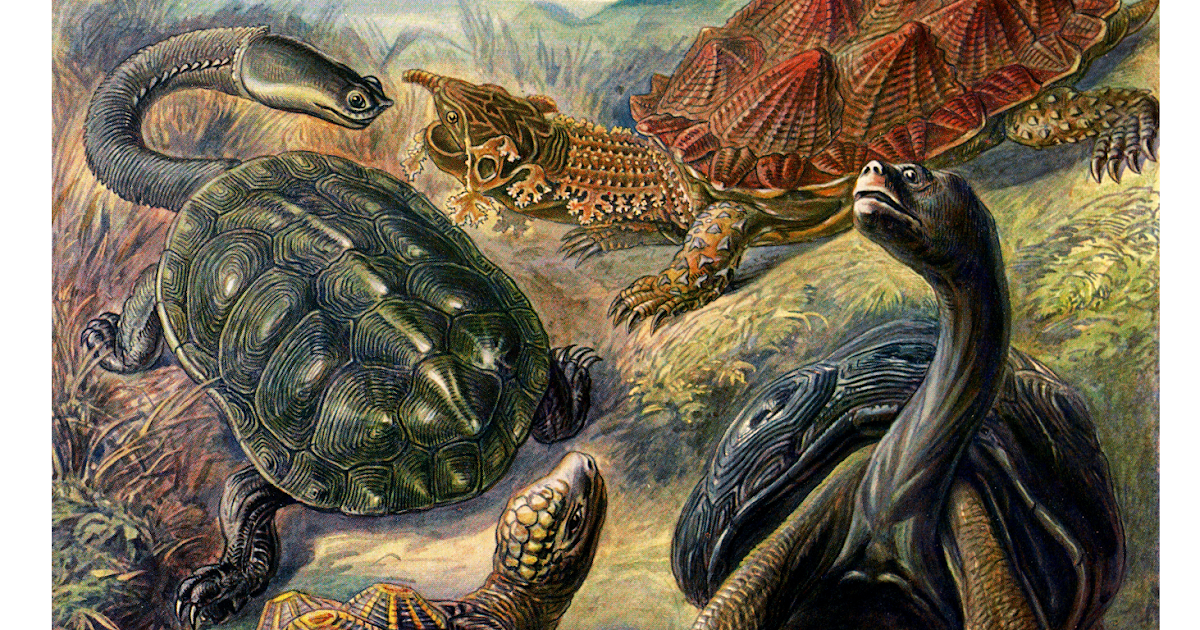 FOSSIL HUNTRESS: DARWIN: A TASTE FOR STUDIES