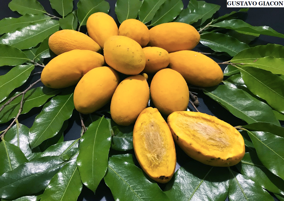 Viveiro Ciprest - Plantas Nativas e Exóticas: Oiti ( Licania tomentosa )