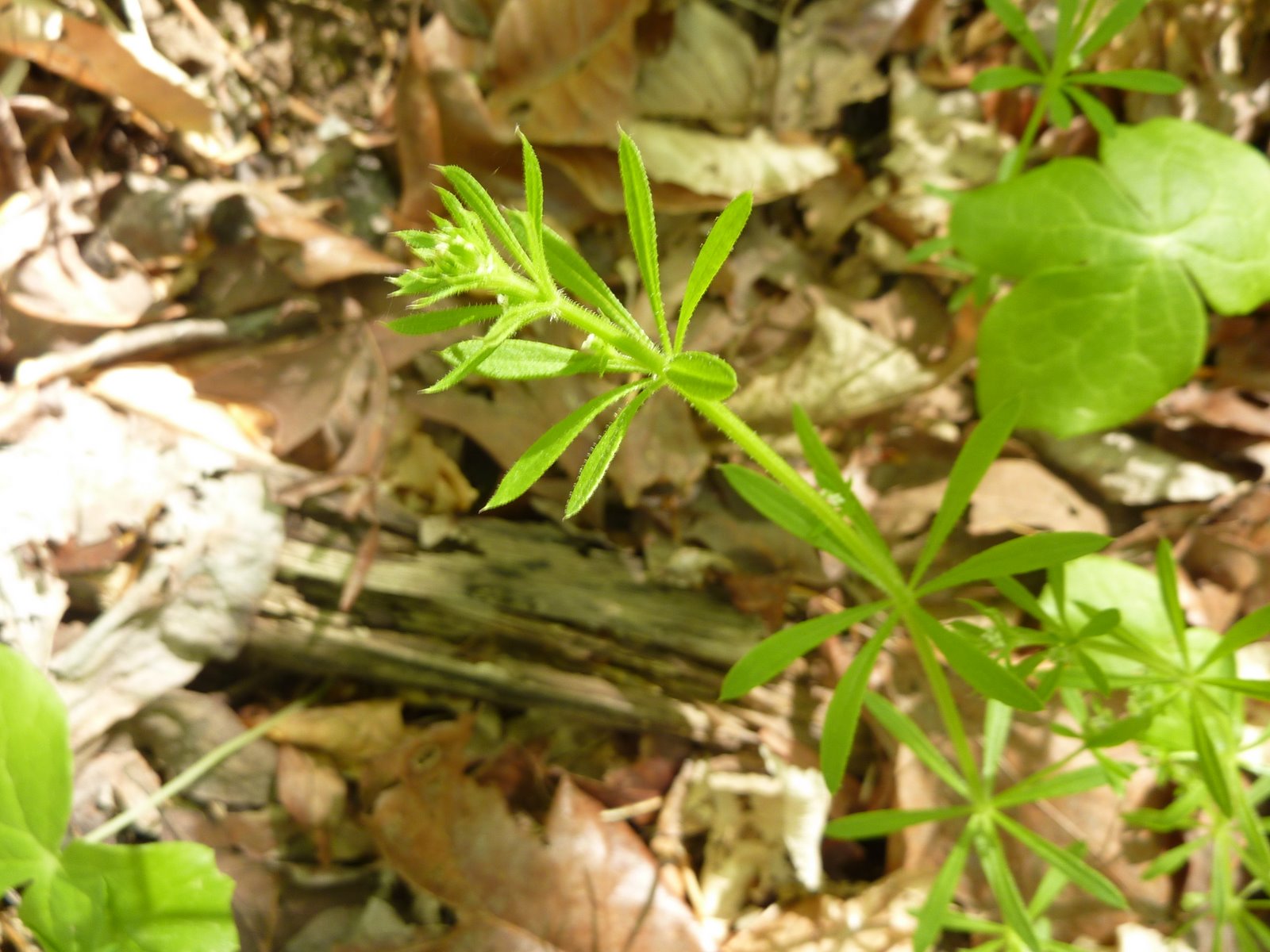 Triangle Flora: Sticky Willy (Galium aparine) near New Hope Creek in Durham