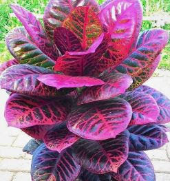 5 Tanaman Hias Daun Unik, Corak Warnanya Kuning hingga Ungu Yang Terus ...