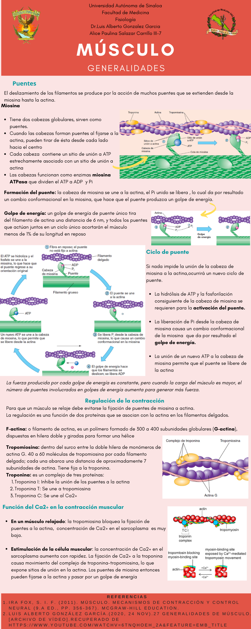 27 Generalidades de músculo