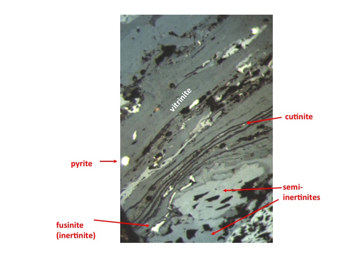 Carbonacea: WHY THERE WILL BE NO #MaceralCup