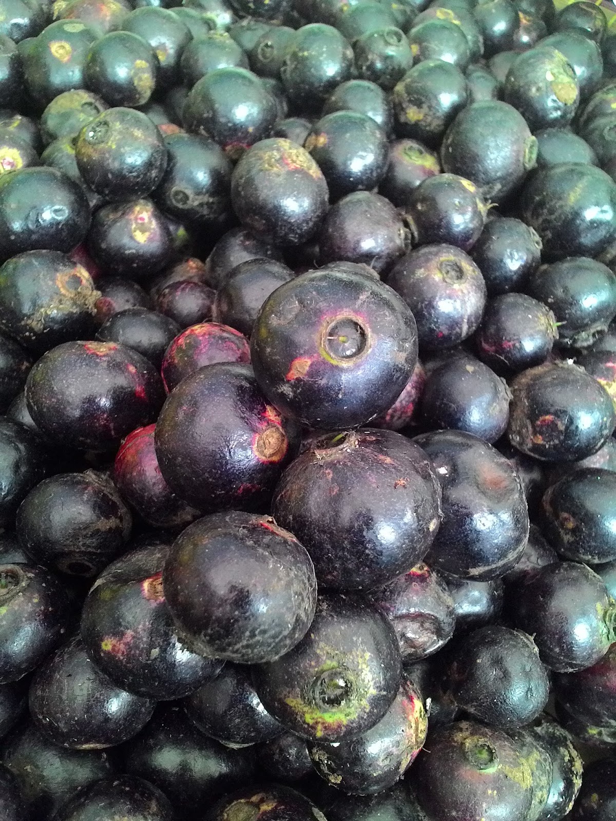 Serba-Serbi kkchi: Buah Gowok, sihitam bulat yang bikin melek di ...