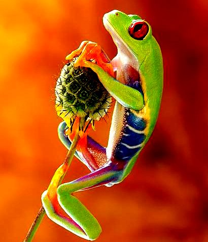 The Flying Tortoise: Nature's Marvels...