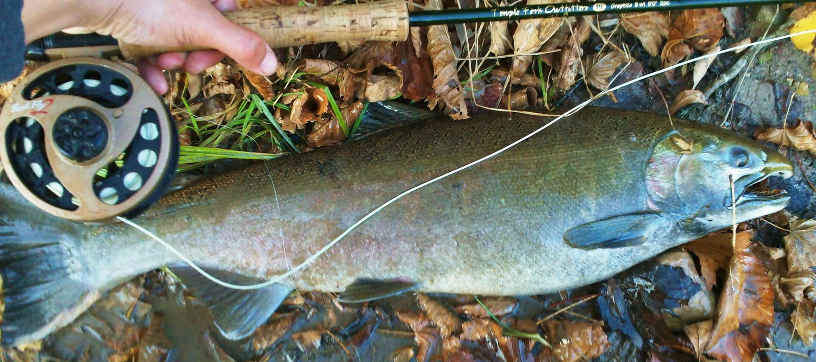 Illinois Wisconsin Fishing: wisconsins fall coho salmon