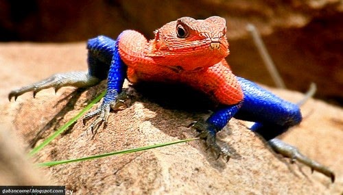 Cicak Ini Macam Spiderman. - Gaban Comel