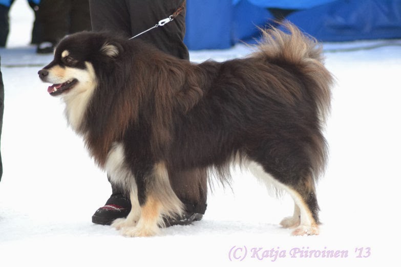 Soramontun rapatassut: Suomenlapinkoira