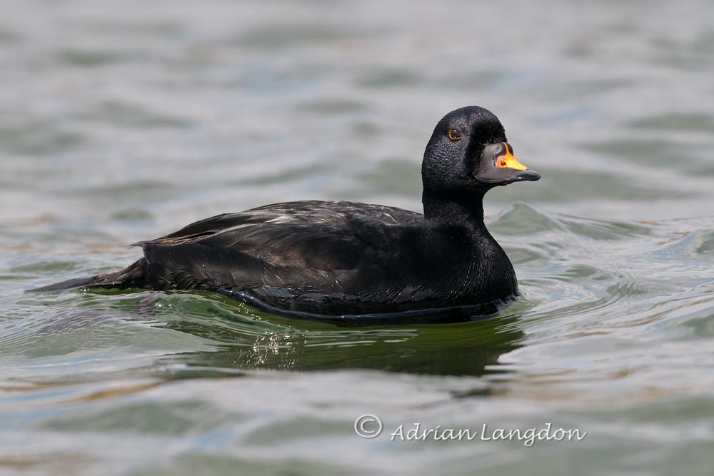 images-naturally!: Common Scoter & Water Rail at Swanpool.