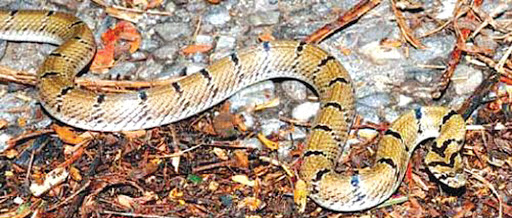 Snakes of Medical Importance in Nepal - Gyan Park › A Genuine Resource