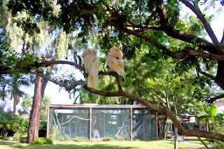 Tofu And Precious Peaches In Mom's Tree