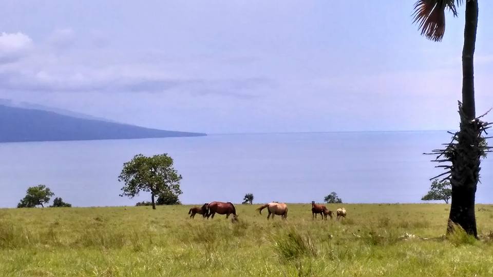 wisata flores - pantai bolata ~ Ijo Lumut Tour Organizer