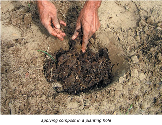 Technonology Guide for Rice Straw Composting with Urea