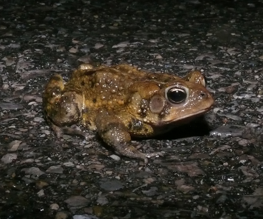 Ohio Birds and Biodiversity: March 2012