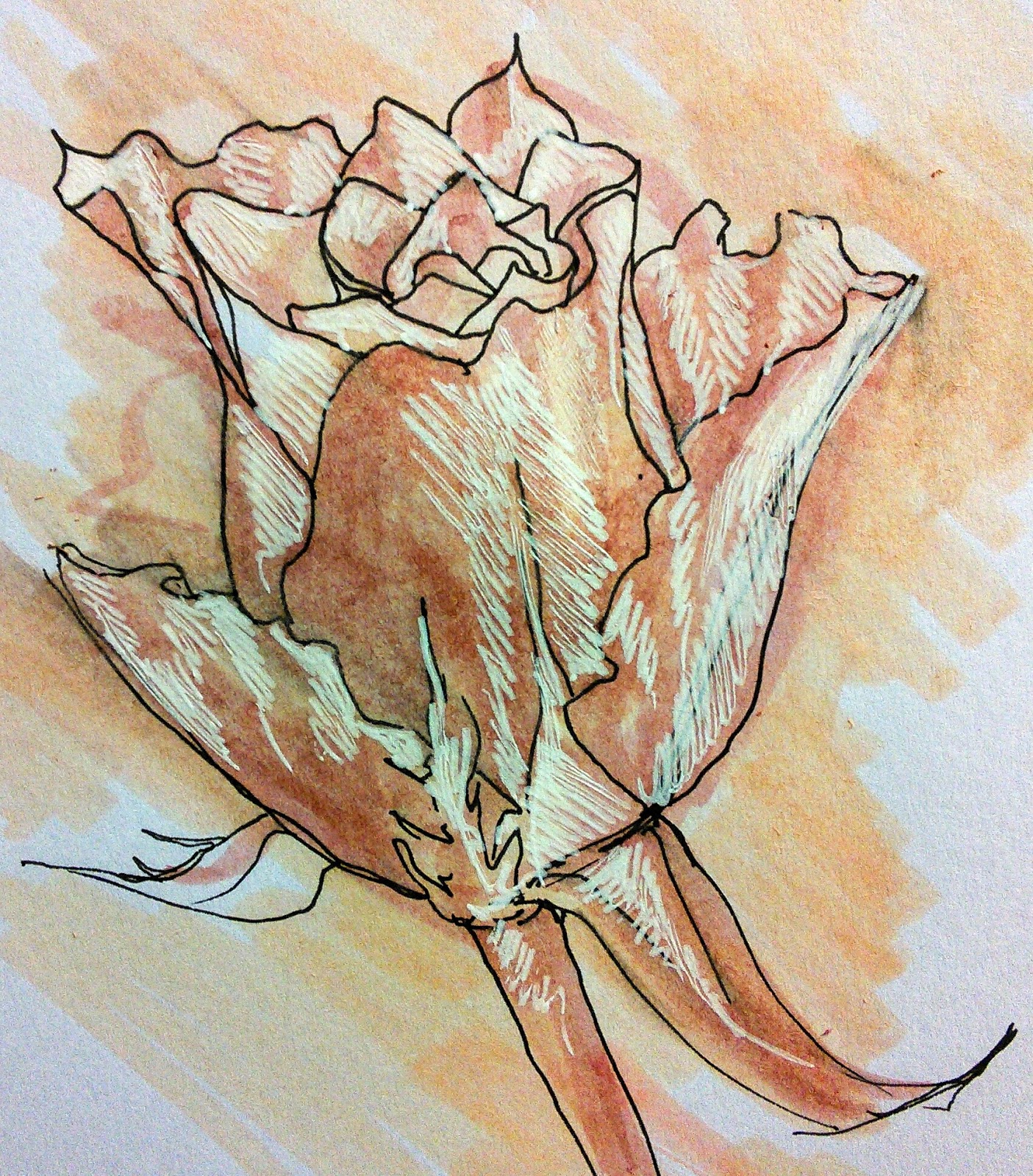 Create A Drawing A Day: Rose, peach.