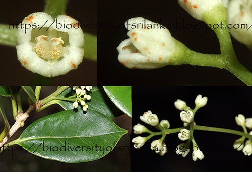 Biodiversity of Sri Lanka: Tetrapilus polygamus [Syn: Olea polygama]