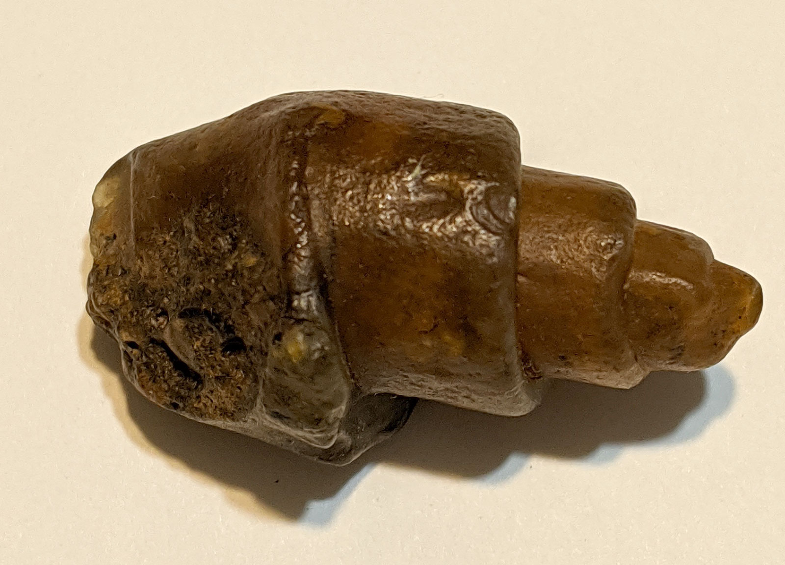 Louisville Fossils and Beyond: Cerithium Gastropod Fossil?