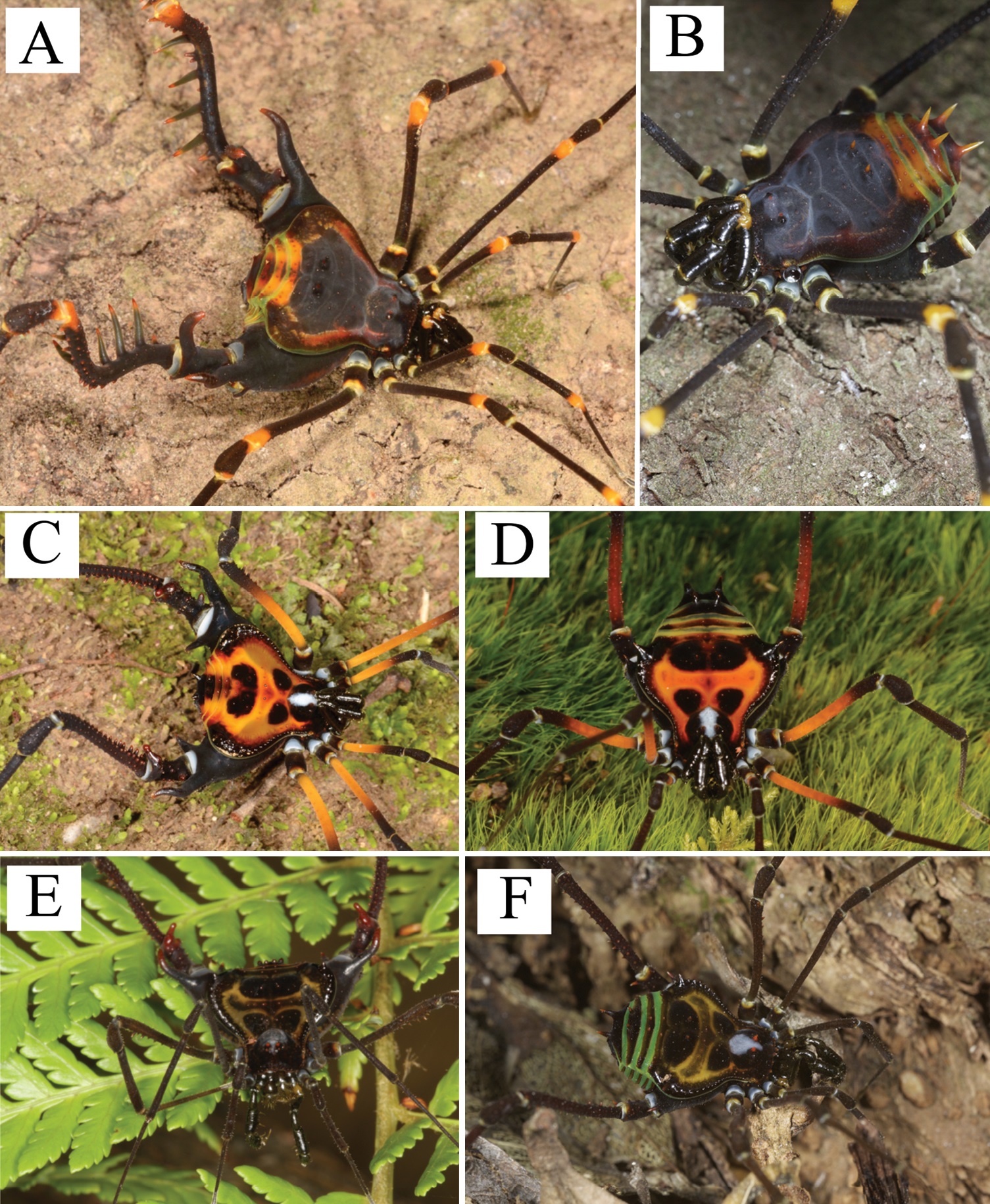 Species New to Science: [Arachnida • 2021] Revision of the southern ...