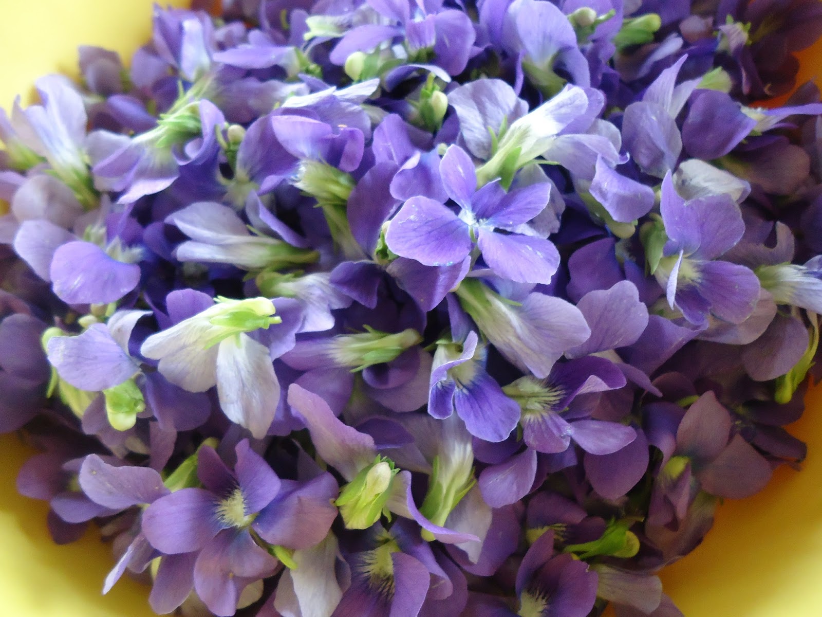 So Essential: violet extract