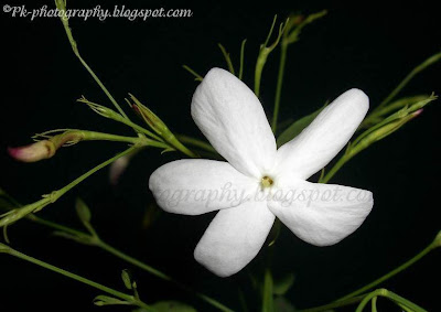 National Flower of Pakistan | Nature, Cultural, and Travel Photography Blog