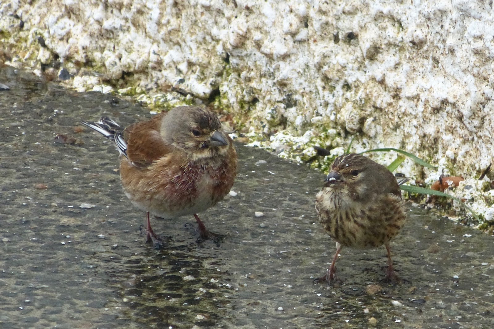 A Kilchoan Diary: Linnets & Redpolls